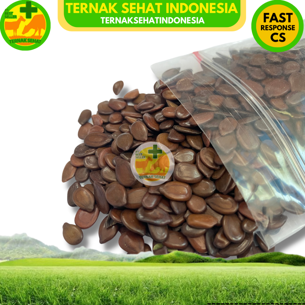 Jual BENIH LAMTORO TARAMBA SUPER 1kg- Hijauan pakan ternak sumber ...