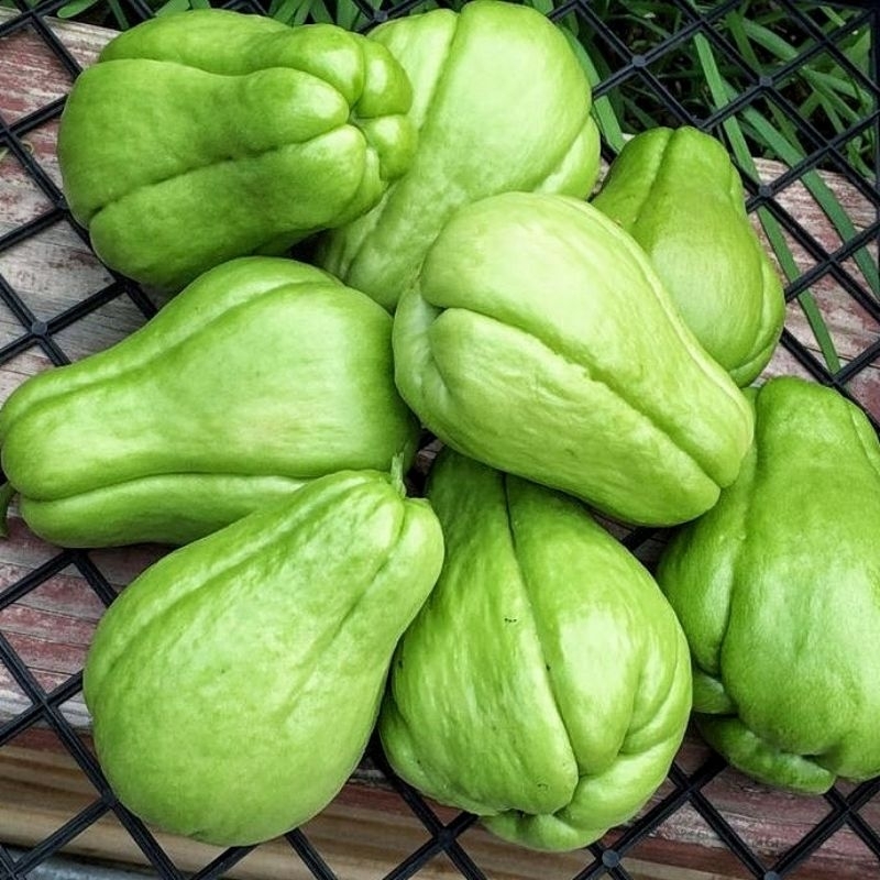 Jual Replika Sayuran Labu Siam / buah Labu siam / Mainan anak / Edukasi ...