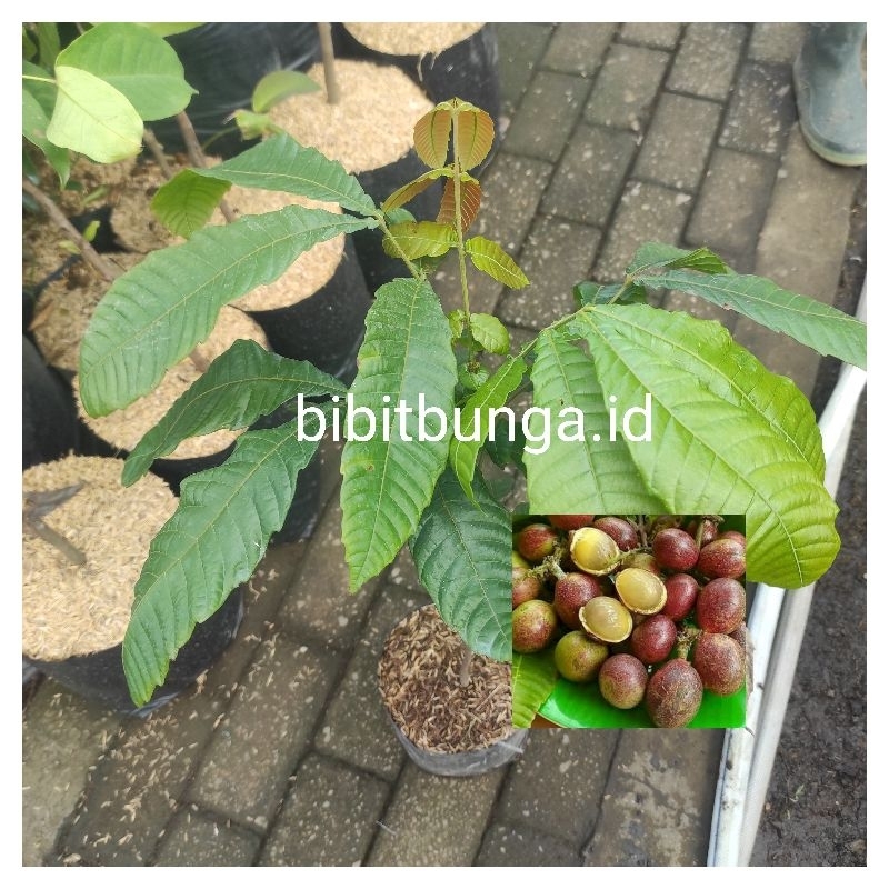 Jual Tanaman bibit buah Matoa siap berbuah | Shopee Indonesia