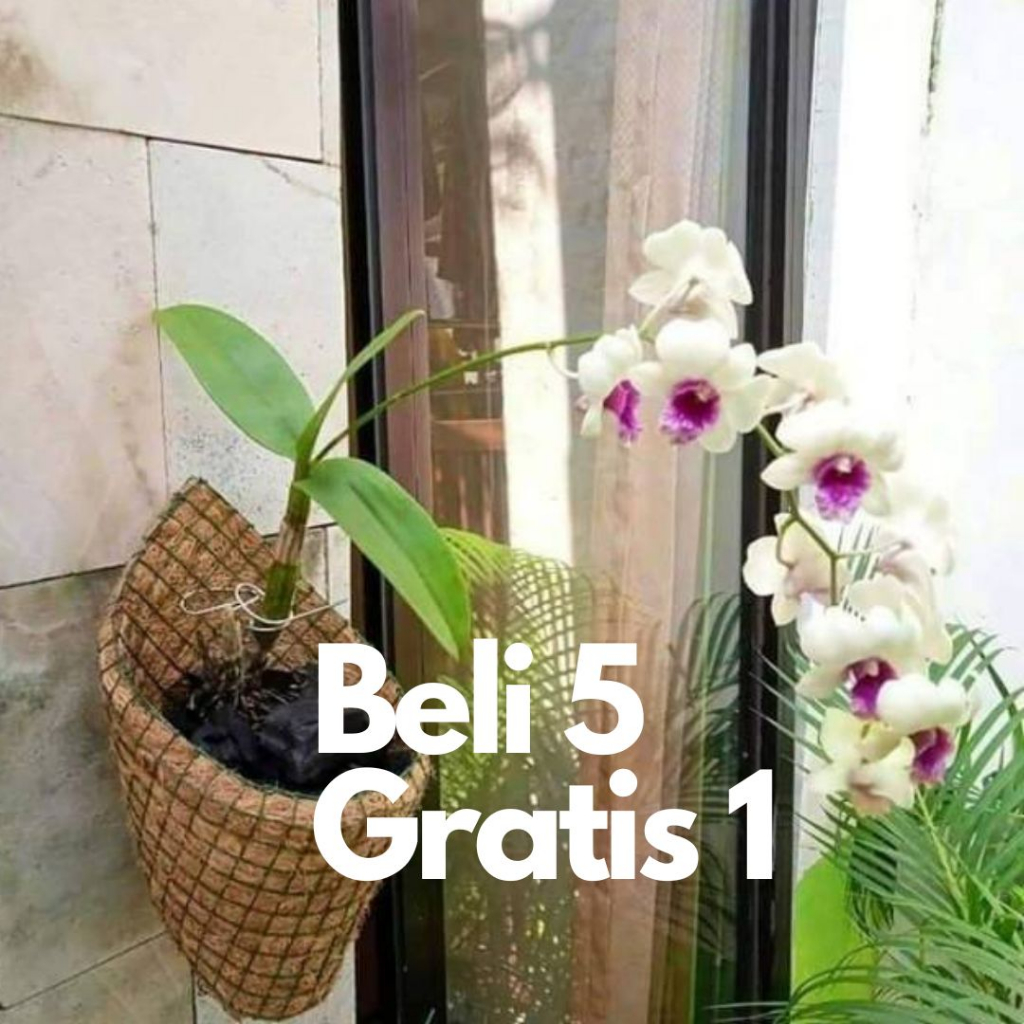 Jual Pot Sabut Kelapa Anggrek Harga Promo Murah dan Berkualitas ...