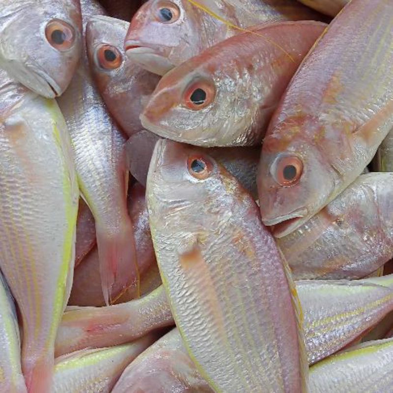 Jual Ikan Merah Segar 500gr | Shopee Indonesia