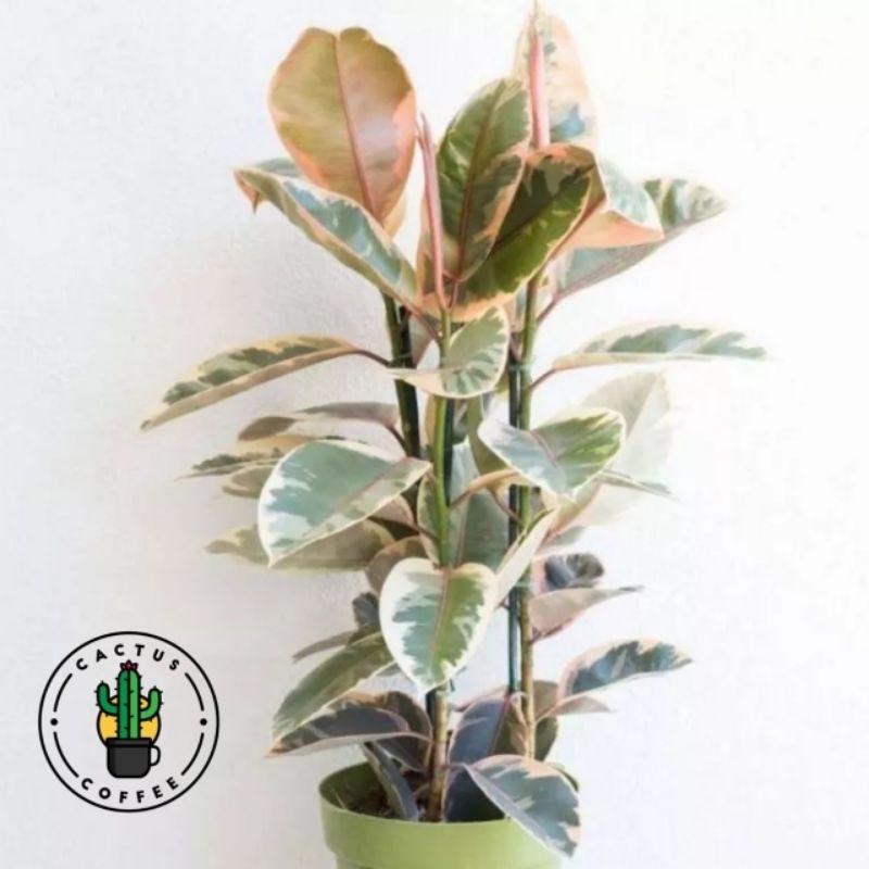 Jual Tanaman Hias Indoor Karet Kebo Varigata Ficus Elastica Variegata ...