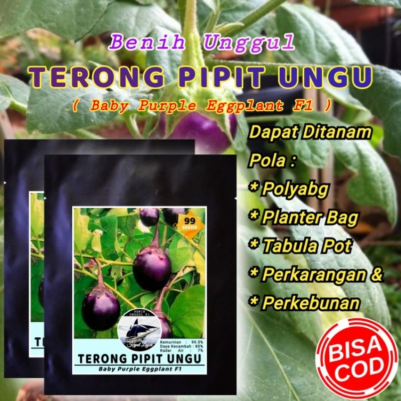 Jual TERONG PIPIT UNGU BIBIT UNGGUL | Shopee Indonesia