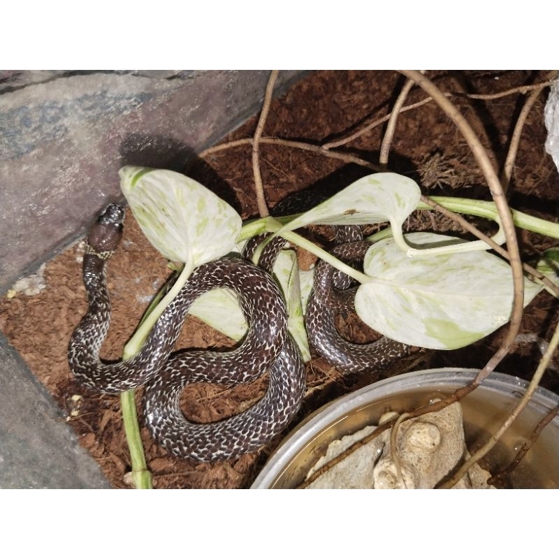 Jual Koleksi hobi lycodon capucinus ular cicak genteng | Shopee Indonesia