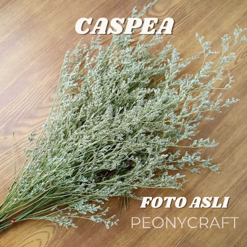 Jual [25gr] dried CASPEA / bunga kering caspea | Shopee Indonesia