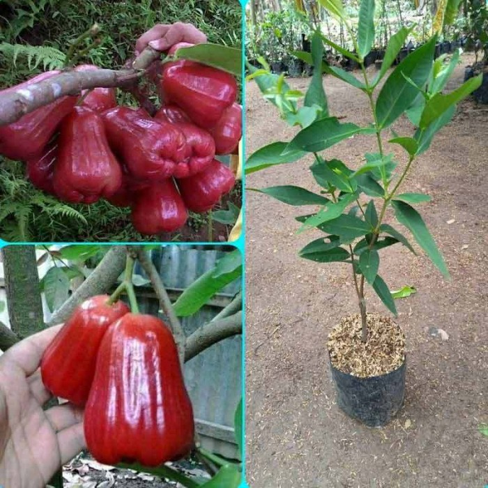 Jual Bibit Tanaman Jambu Air Citra Merah | Shopee Indonesia