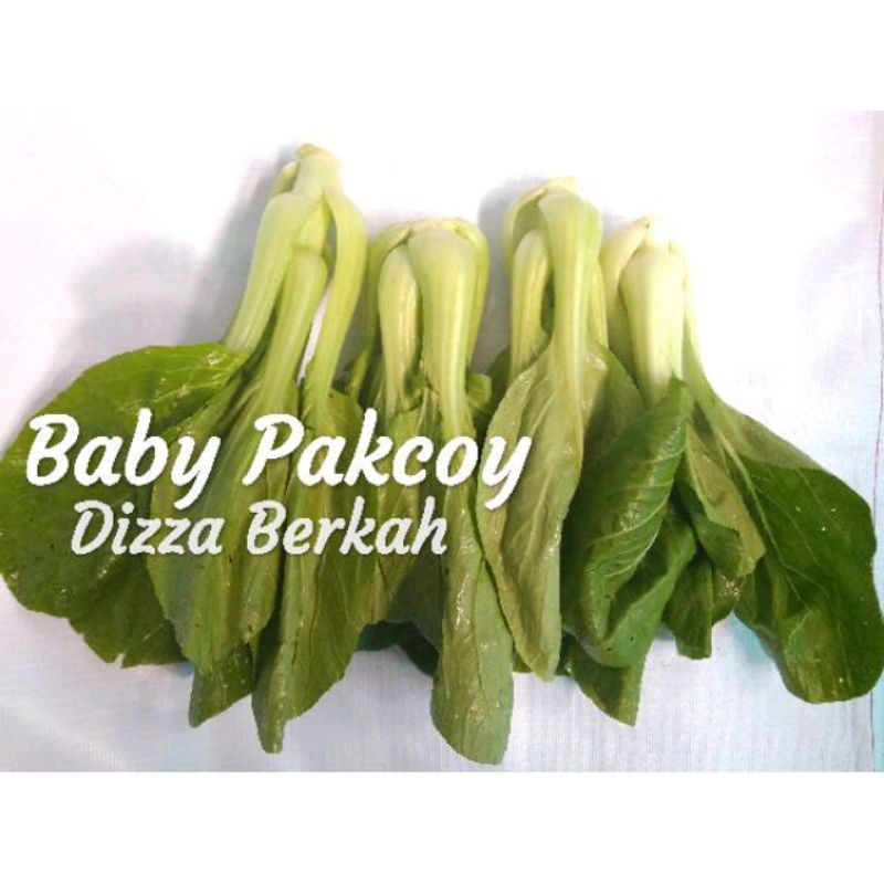 Jual BABY PAKCOY/PAKCOY BABY/250gr/Fresh/Pilihan/Dizza Berkah | Shopee ...