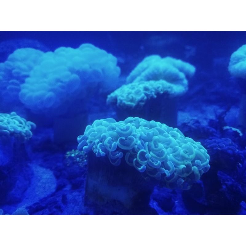 Jual Siwalan | Shopee Indonesia