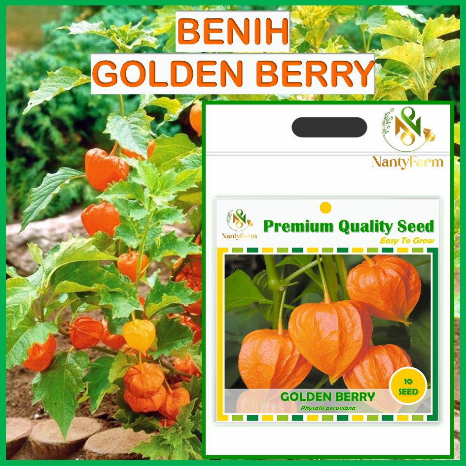 Jual Benih Biji Buah Golden Berry Golden Berries Ciplukan Kuning 10 ...