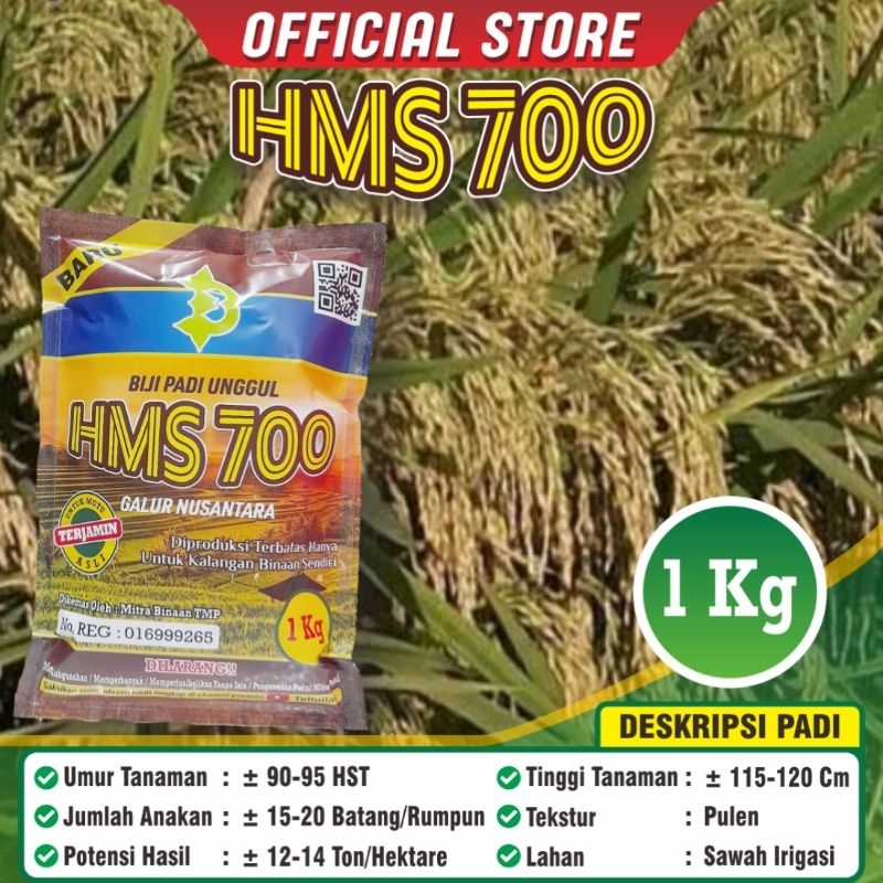 Jual Padi Unggul HMS 700 HMS700 / Biji Padi HMS 700 / Biji HMS 700 / Kemasan 1 Kilogram / Bisa ...