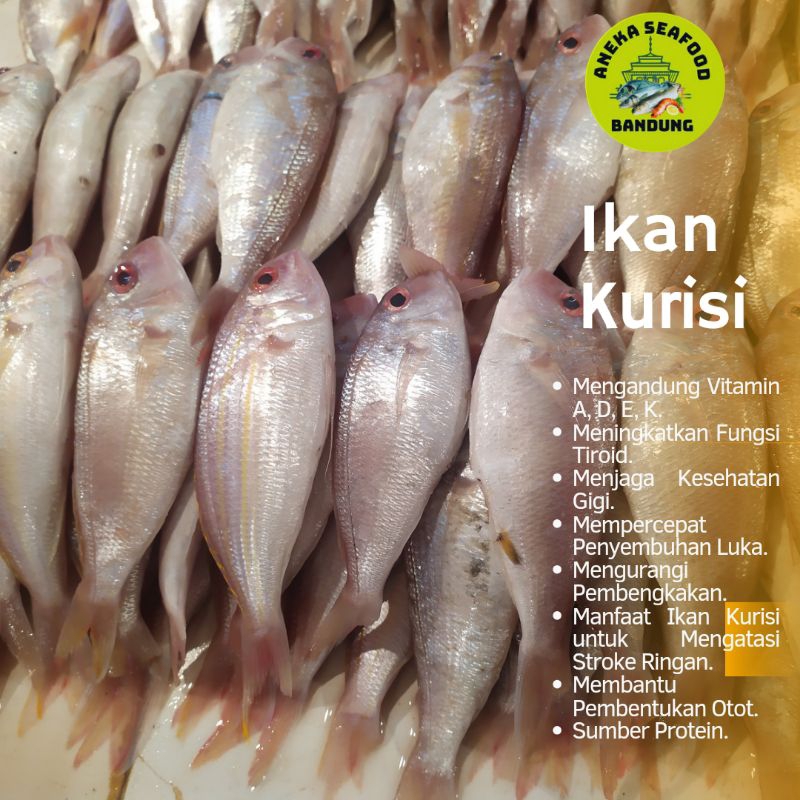 Jual Ikan Terisi Segar / Ikan Kurisi Fresh 1.0lg | Shopee Indonesia