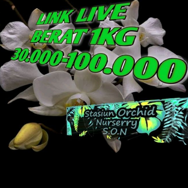 Jual LINK LIVE BERAT 1KG HARGA 30.000-100.000 | Shopee Indonesia