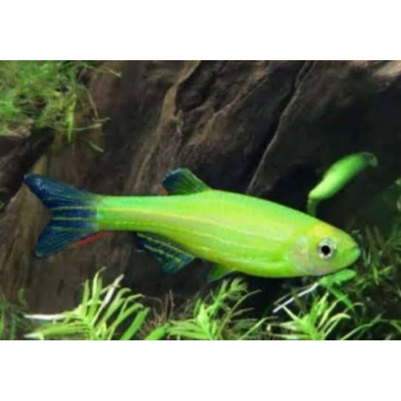 Jual ikan hias danio zebra hijau aquascape | Shopee Indonesia