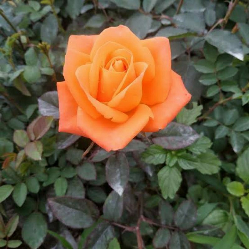Jual bunga mawar orange oranye oren tanaman hias | Shopee Indonesia