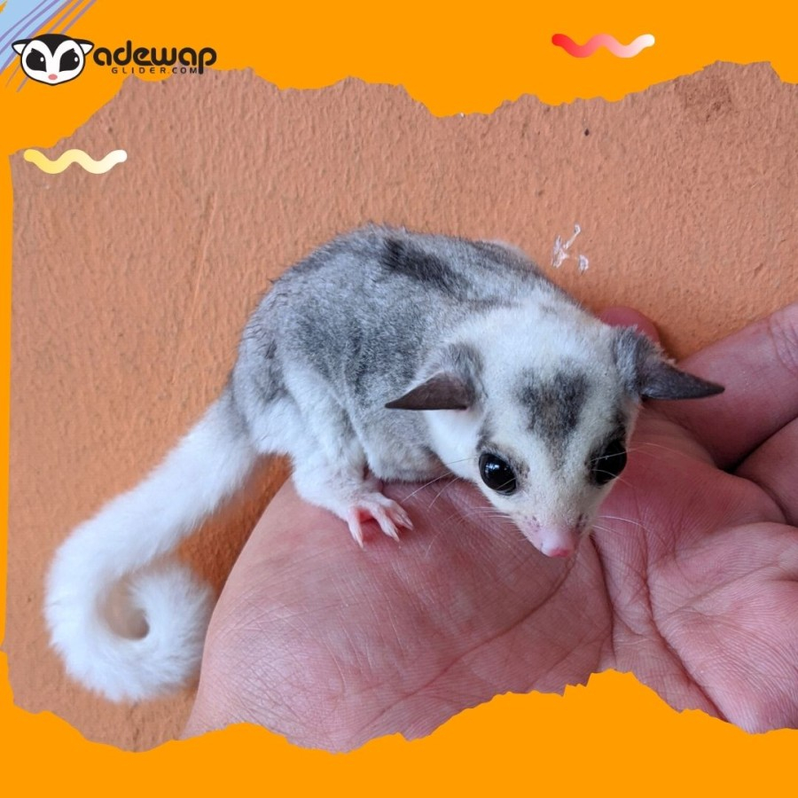 Jual Sugar Glider Mozaic Joey Jinak Lucu Putih Bersih | Shopee Indonesia