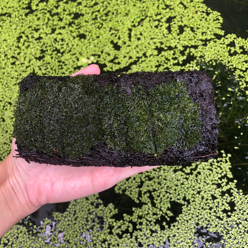 Jual Tanaman Moss Ricardia Lempeng | Shopee Indonesia