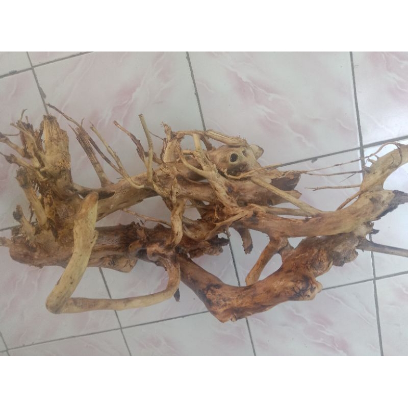 Jual AKAR RASAMALA PLUS KAYU RENTEK aquascape UKURAN JUMBO | Shopee ...