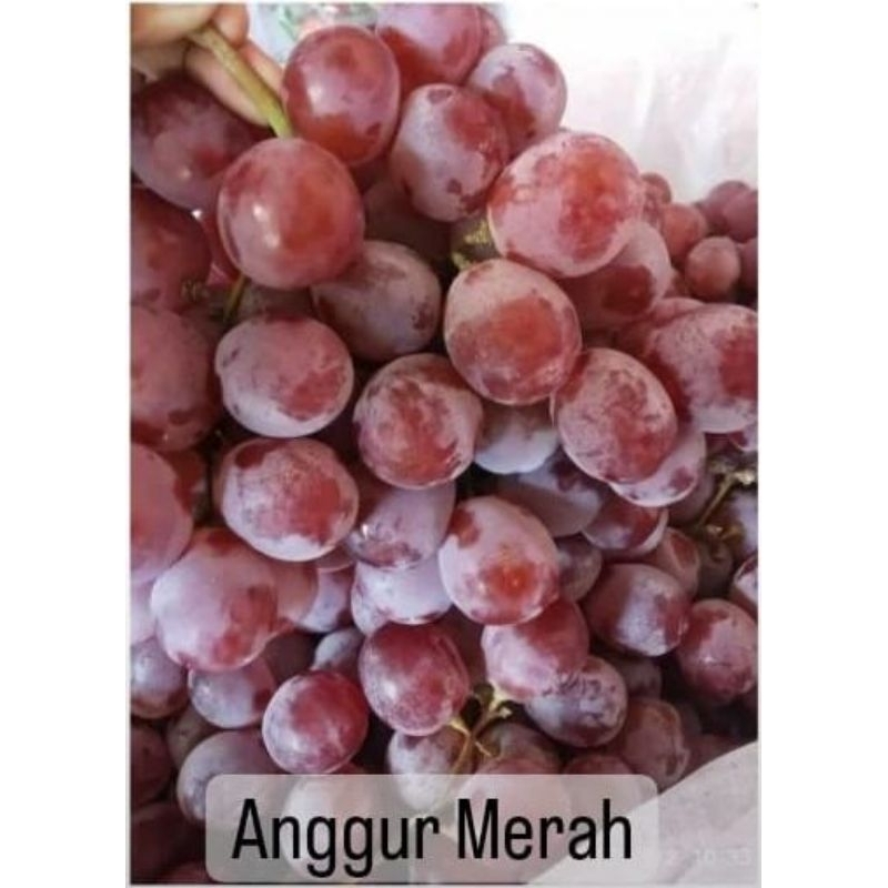Jual Anggur Merah RRC 1 kg | Shopee Indonesia