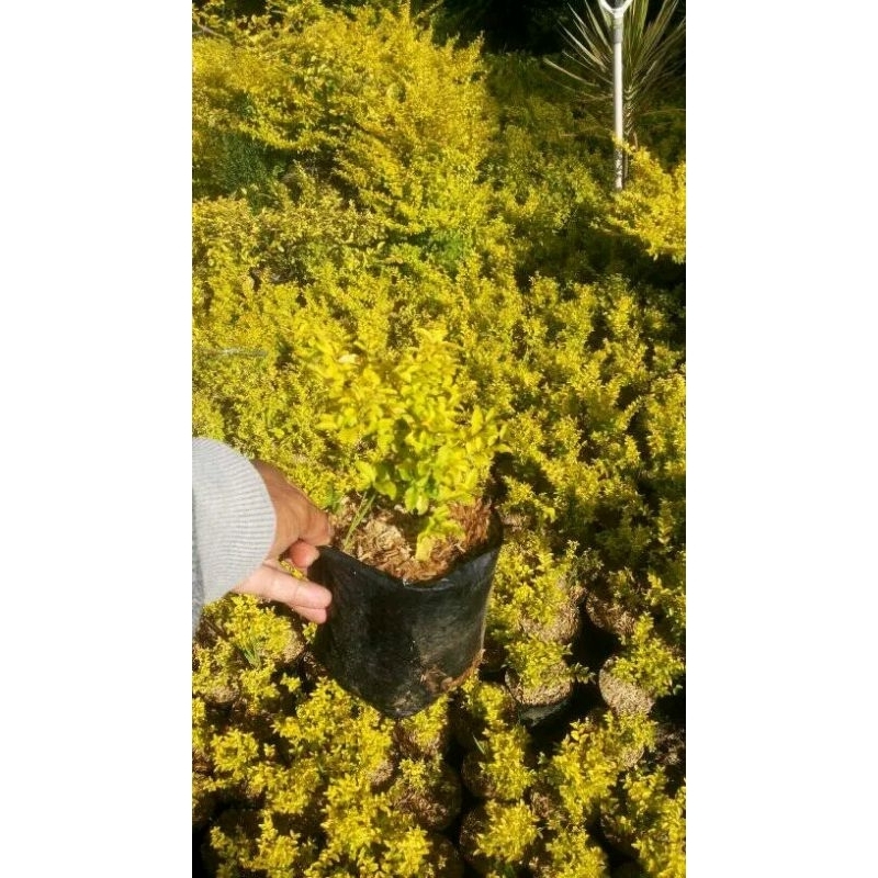 Jual Tanaman Hias krokot Kuning | Shopee Indonesia