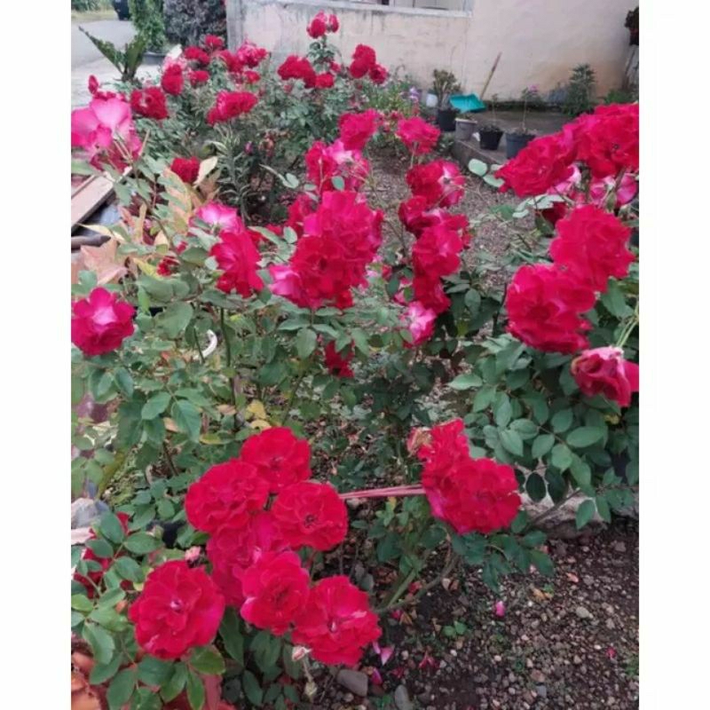 Jual Bunga mawar medan warna merah /putih | Shopee Indonesia