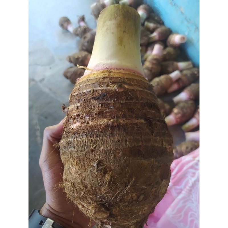 Jual UMBI TALAS JUMBO / TALAS PRATAMA 2 (1KG) | Shopee Indonesia
