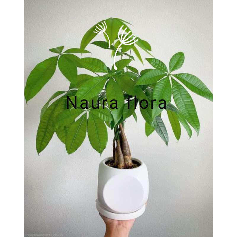 Jual Tanaman hias pacira money tree/pohon keberuntungan | Shopee Indonesia