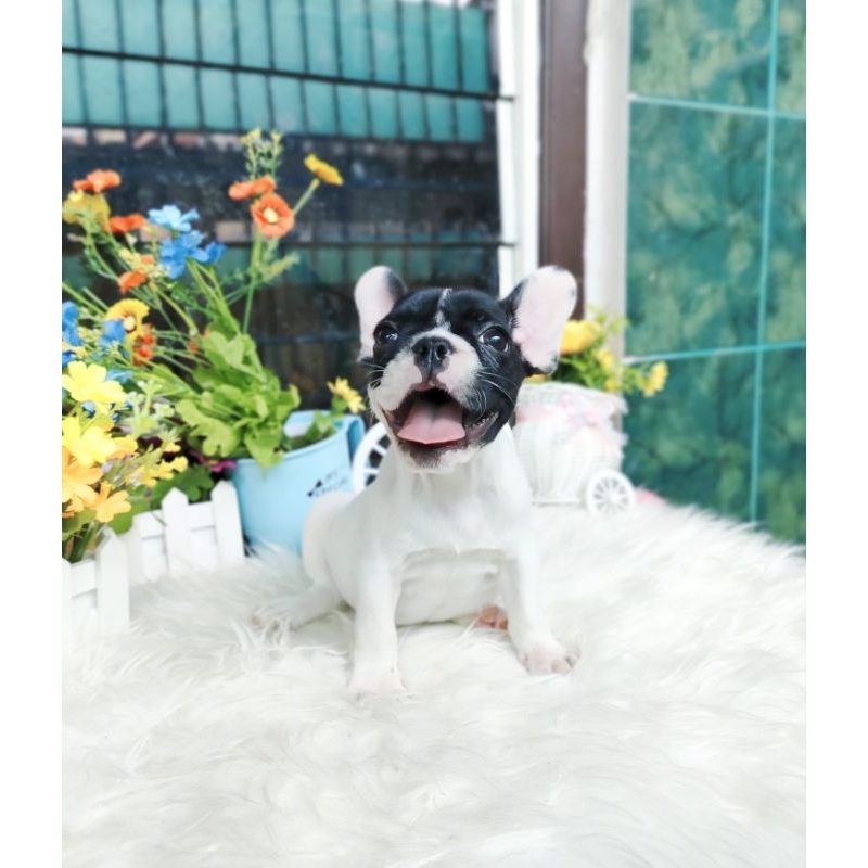 Jual super cute frenchie French Bulldog warna belang sapi pied gembull ...