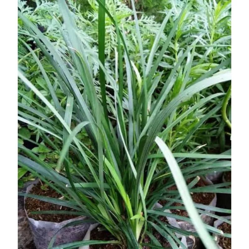 Jual TANAMAN HIAS ALANG-ALANG HIJAU TANAMAN CANTIK TAMAN RUMAH | Shopee Indonesia