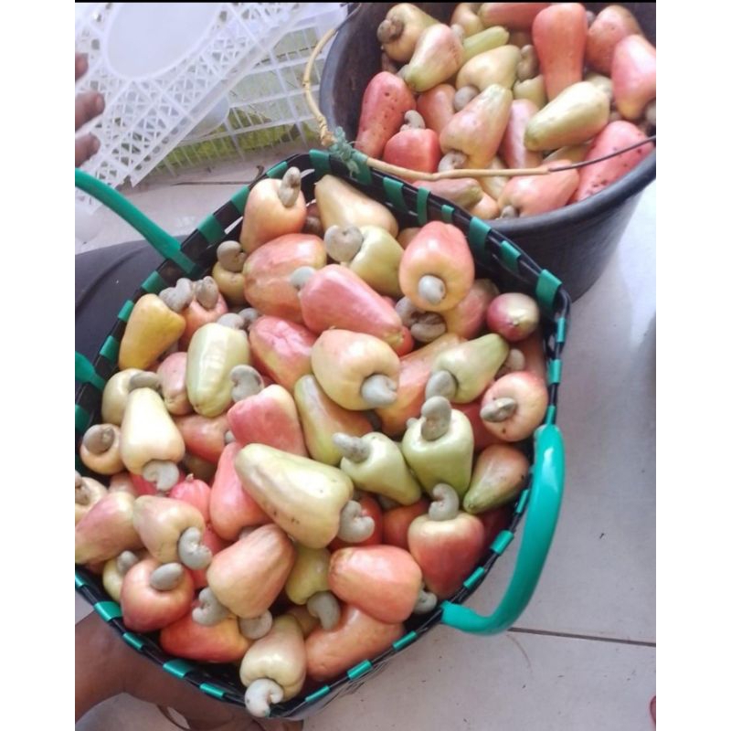 Jual Moneng/Jambu Mede/Jambu Monyet Berat 1kg | Shopee Indonesia
