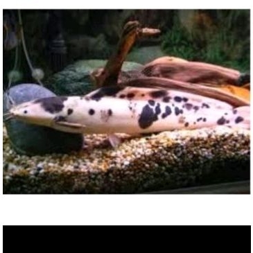 Jual Lele Belang Albino Spotted Clarias Catfish Size -+25cm Tankmate ...
