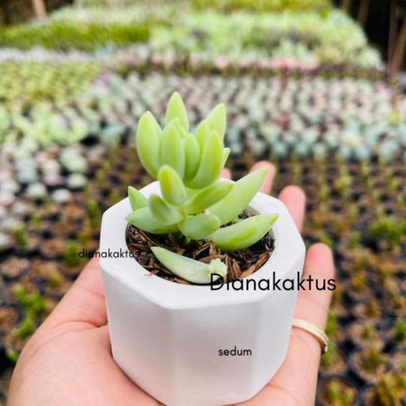 Jual kaktus sukulen mini(hidup) fullset-include tanaman,pot semen,tanah ...