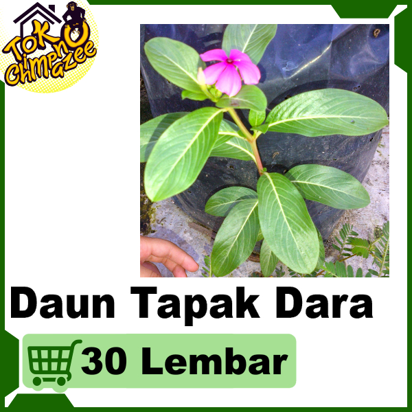 Jual Daun Tapak Dara 30 Lembar Obat Teh Herbal Yang Bunganya Merah Muda ...
