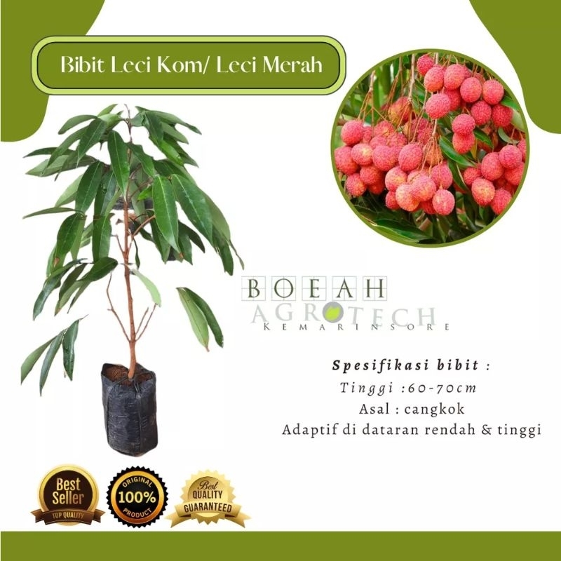 Jual Leci Kom jenis yang tahan di dataran rendah | Shopee Indonesia