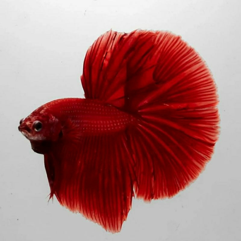 Jual halfmoon super red | Shopee Indonesia
