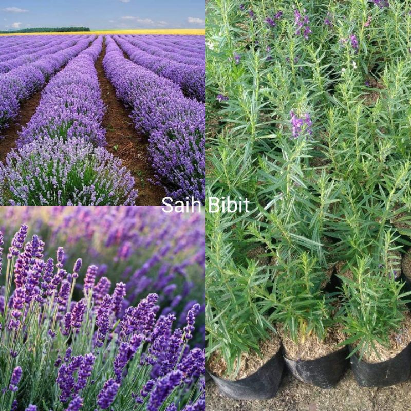 Jual BIBIT BUNGA LAVENDER SIAP TANAM(beli 5 gratis 1) | Shopee Indonesia