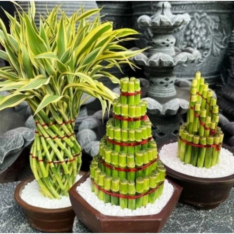 Jual paket 3 tanaman hias bambu hoki/tanaman Sri rezeki/tanaman bambu ...