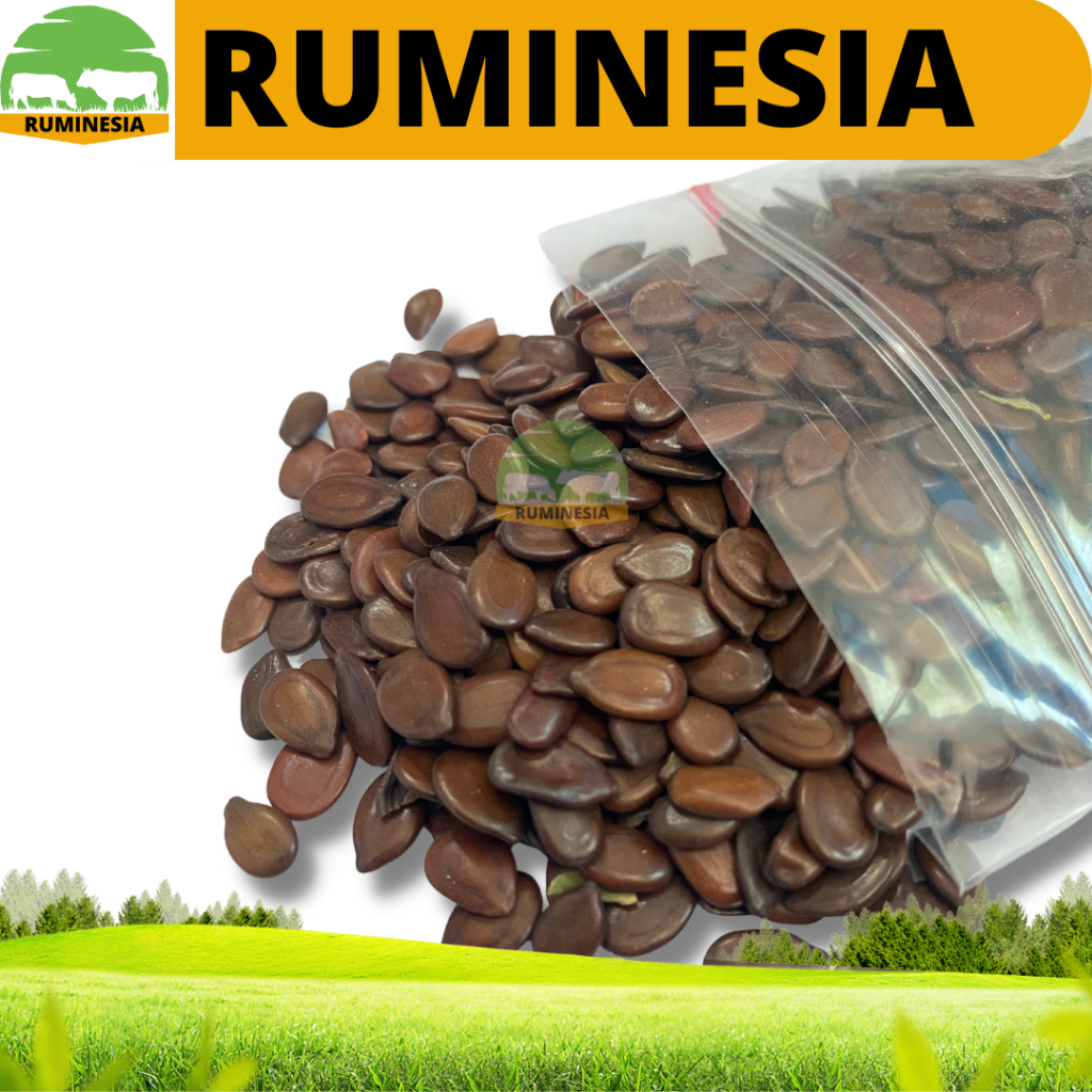 Jual BENIH LAMTORO TARAMBA SUPER 1KG - Hijauan pakan ternak sumber ...