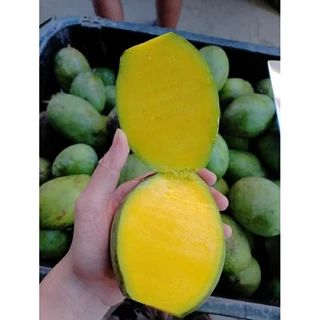 Jual Mangga 1 Kg Terlengkap & Harga Terbaru September 2025 | Shopee ...