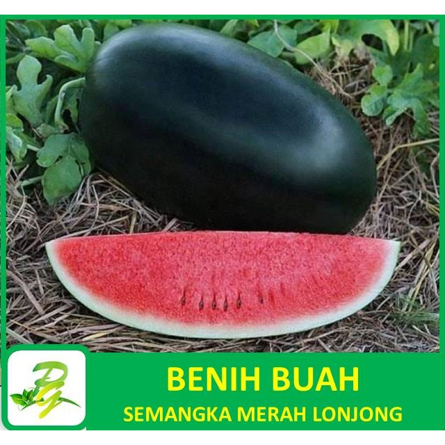 Jual PEERINA BENIH BUAH - Benih Bibit Biji Buah Semangka Merah Inul ... Jual PEERINA BENIH BUAH - Benih Bibit Biji Buah Semangka Merah Inul ...