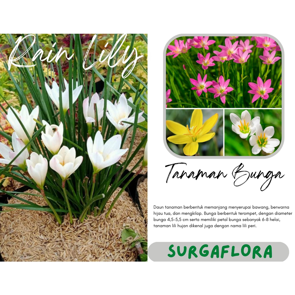 Jual Tanaman Hias Rain Lily/Bunga Hujan/Bawang - bawangan | Shopee ...