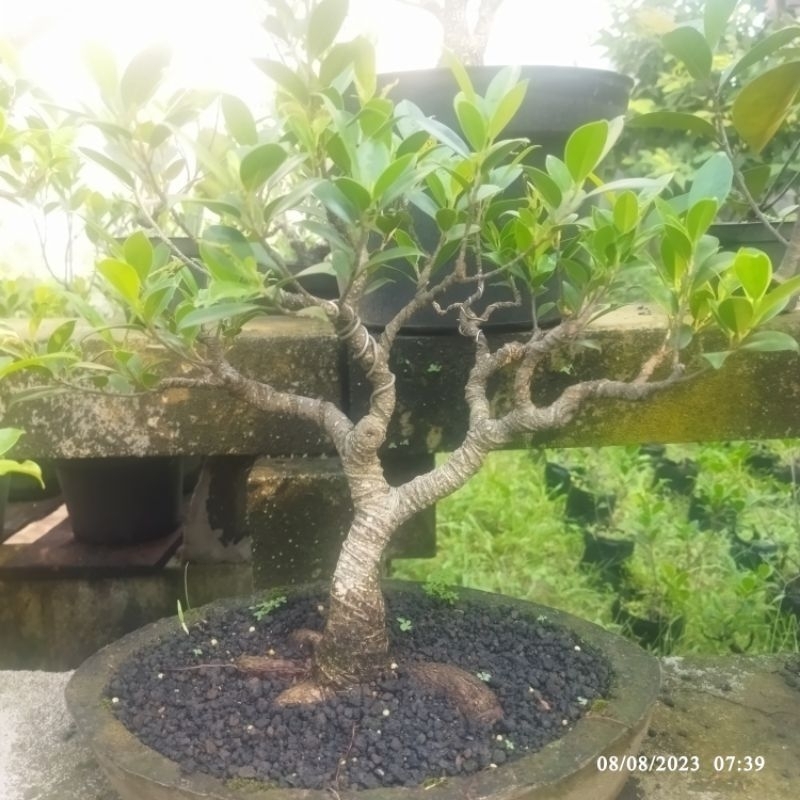 Jual Bahan Bonsai Beringin Kimeng (ficus microcarpa) | Shopee Indonesia