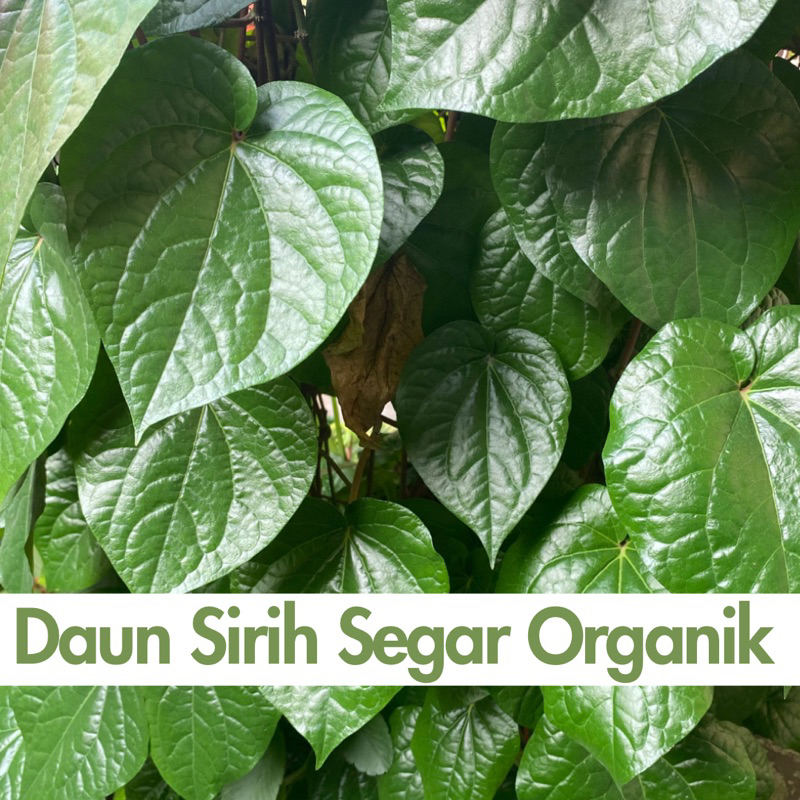 Jual Daun Sirih Segar Alami | Daun Sirih Organik | Daun Sirih Segar 100 ...