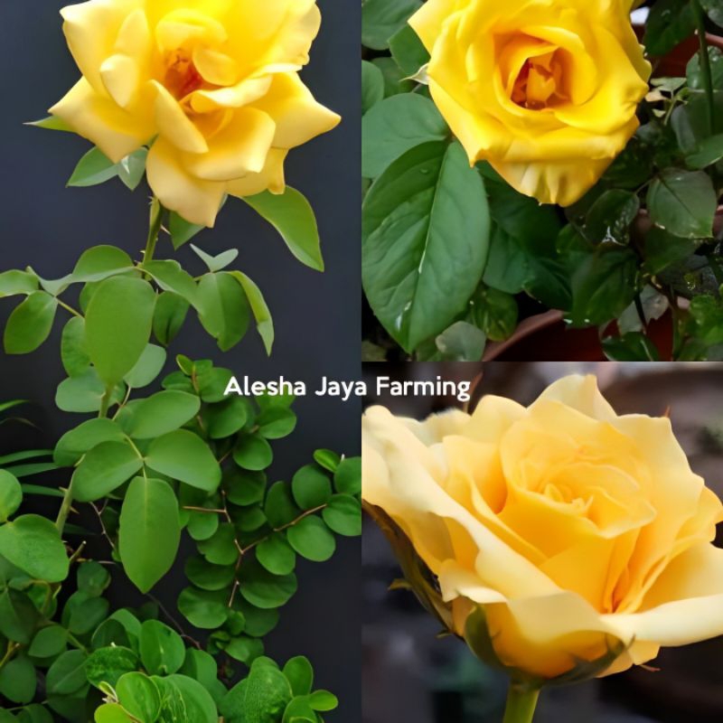 Jual Bunga Mawar Kuning Holland | Shopee Indonesia