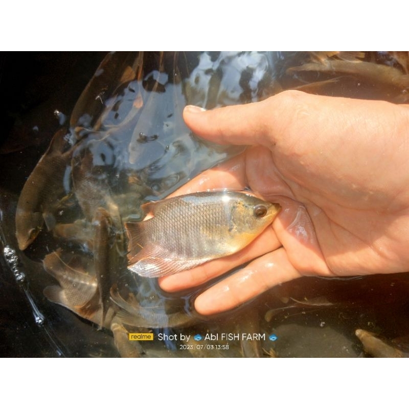 Jual bibit gurame soang ukuran jinggo/nyuper mepet | Shopee Indonesia