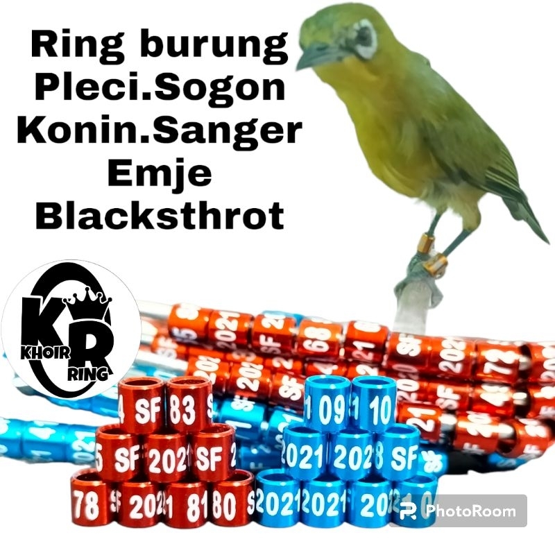 Jual RING BURUNG SOGON PLECI KONIN MURAH ISI 5 PCS | Shopee Indonesia