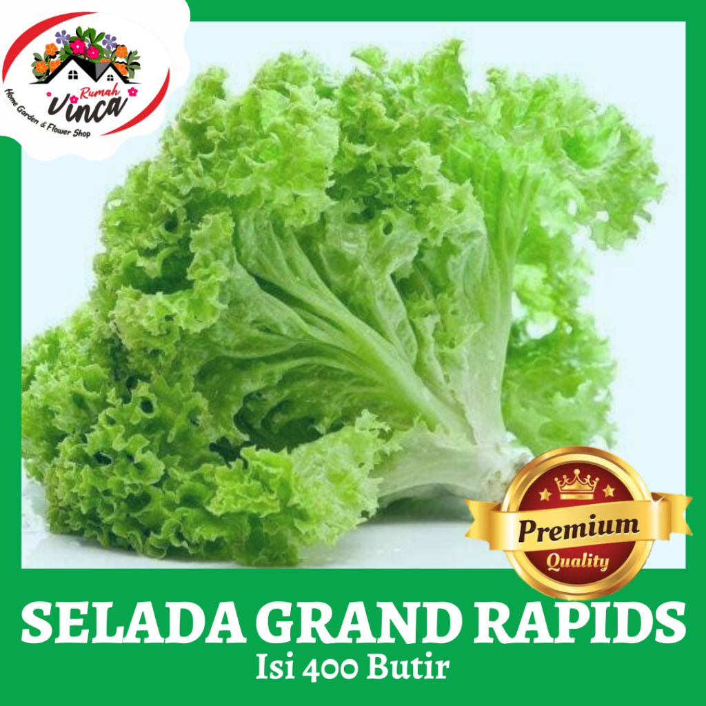 Jual Benih Bibit biji Selada Keriting Hijau GRAND RAPID green lettuce 300 butir | Shopee Indonesia