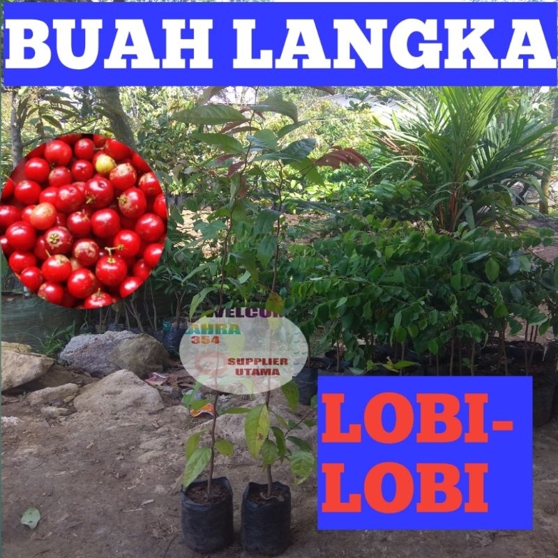Jual Bibit Buah Langka Lobi Lobi 1 Meter Shopee Indonesia