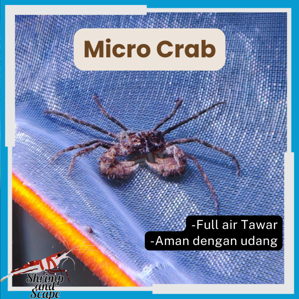 Jual Micro Crab Freshwater Air Tawar Kepiting Mini Hias Kecil Aquascape ...
