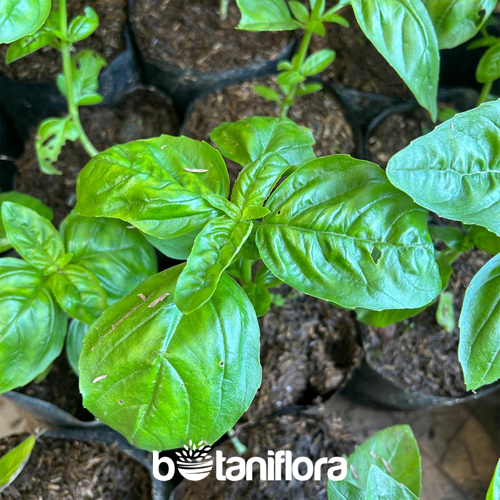 Jual Basil / Tanaman Herbal Basil / Tanaman Herbal / Toga | Shopee ...