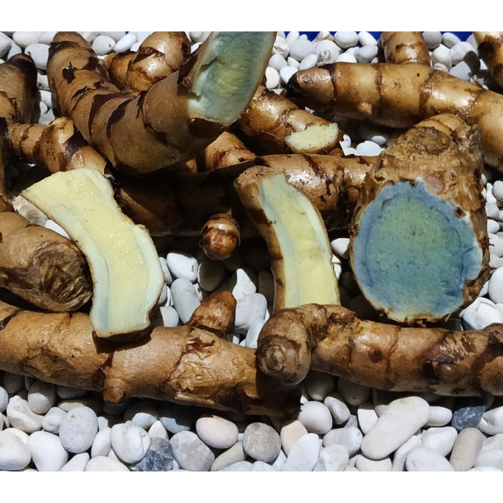 Jual TEMU HITAM TEMU IRENG KUNYIT HITAM ASLI FRESH 1 KG | Shopee Indonesia